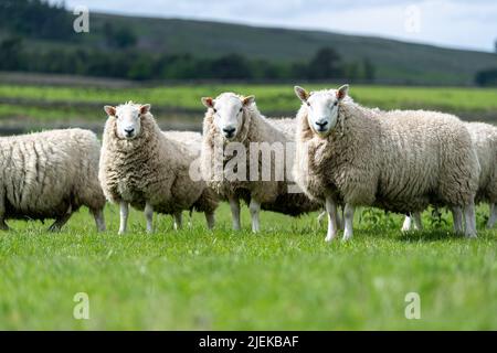 North Country Cheviot, Hill Type, ram sale at Lockerbie Livestock ...