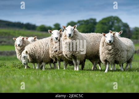 North Country Cheviot, Hill Type, ram sale at Lockerbie Livestock ...