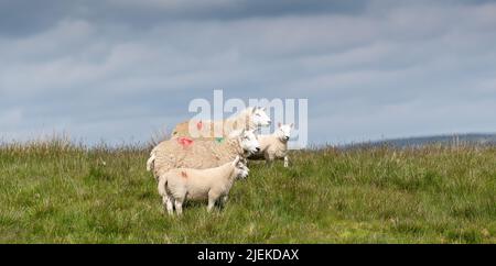 North Country Cheviot ewe with lamb on moorland, Cumbria, UK Stock ...
