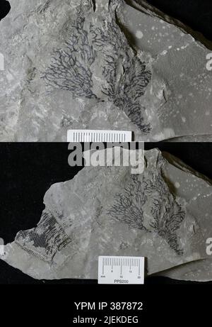 Dictyonema retiforme Hall Stock Photo - Alamy