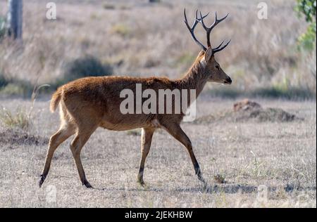Swamp deer, also known as baraginga (Rucervus duvaucelii), male from ...