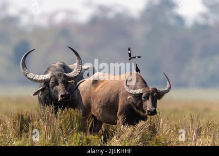 Mating pair of Indian Wild Buffalos (Bubalus arnee) in Kaziranga ...