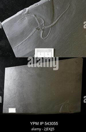 Furcaster palaeozoicus Sturtz Stock Photo - Alamy