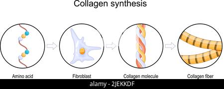 Collagen (fiber, molecule, and Amino acid sequence). Molecular ...