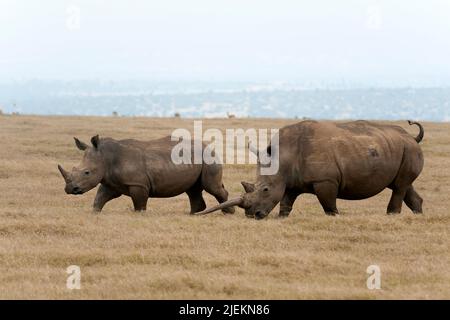 Two big white rhinos (Ceratotherium simum) with prolific horns in Solio ...