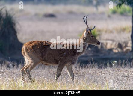 Swamp deer, also known as baraginga (Rucervus duvaucelii, male) feeding ...