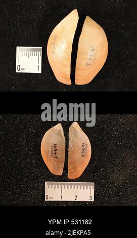 Laqueus californicus (Koch Stock Photo - Alamy