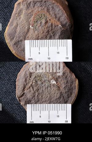 Palaeocaris typus Meek & Worthen Stock Photo - Alamy