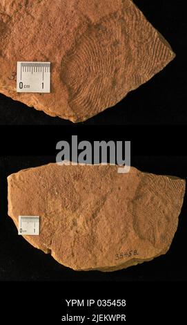 Dickinsonia costata Sprigg Stock Photo - Alamy