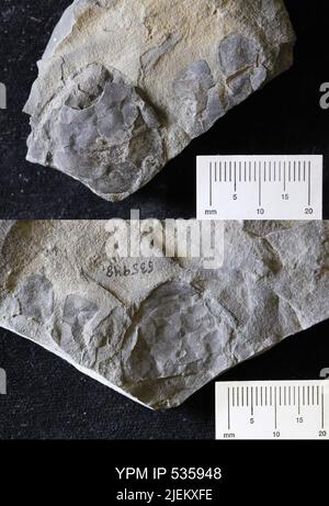 Hughmilleria socialis Sarle Stock Photo - Alamy