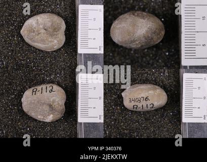 Enallaster texanus Roemer Stock Photo - Alamy