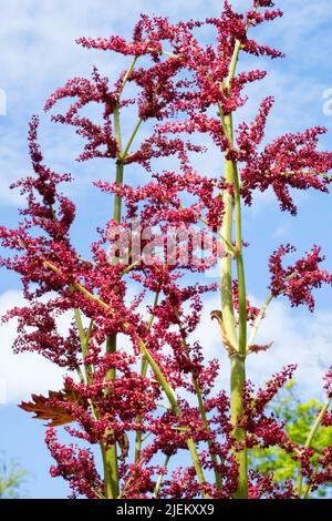 The flowers of Rheum palmatum Atrosanguineum plant Stock Photo - Alamy