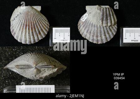 Argopecten irradians (Lamarck, 1819 Stock Photo - Alamy