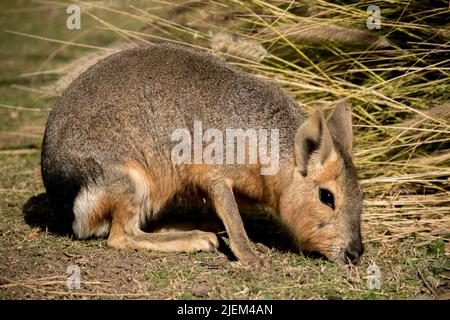 Maras in nature. Wild animals Stock Photo - Alamy