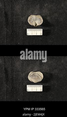 Athyris spiriferoides Eaton Stock Photo - Alamy
