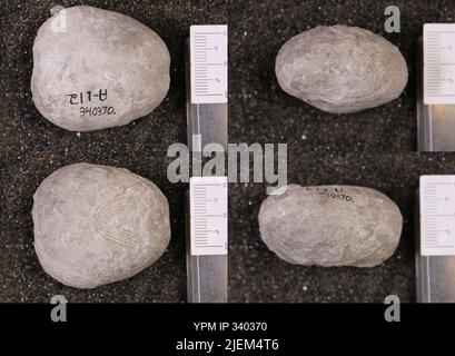 Enallaster texanus Roemer Stock Photo - Alamy