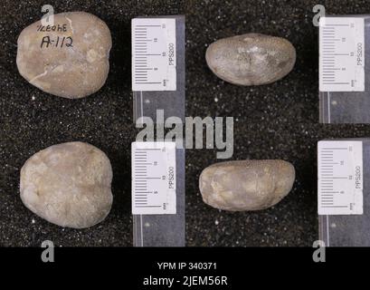 Enallaster texanus Roemer Stock Photo - Alamy