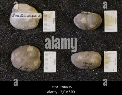 Hemiaster whitei Clark Stock Photo - Alamy
