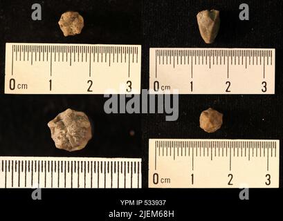 Stephanocrinus angulatus Conrad, 1842 Stock Photo - Alamy