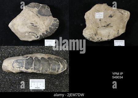Hoploparia gammaroides McCoy, 1849 Stock Photo - Alamy