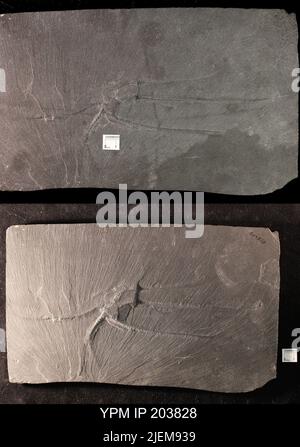 Furcaster decheni (Sturtz Stock Photo - Alamy