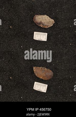 Scaphites ventricosus stantoni Reeside Stock Photo - Alamy