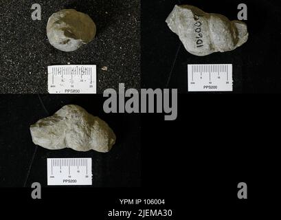 Hormotoma gigantea (Billings Stock Photo - Alamy