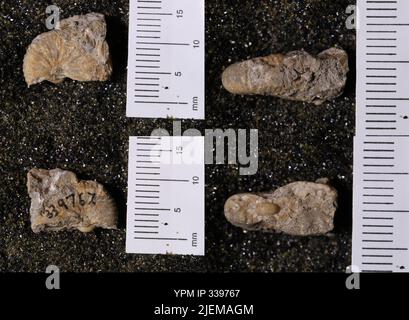 Scaphites whitfieldi Cobban Stock Photo - Alamy