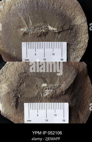Palaeocaris typus Meek & Worthen Stock Photo - Alamy