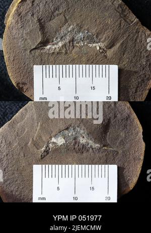 Palaeocaris typus Meek & Worthen Stock Photo - Alamy