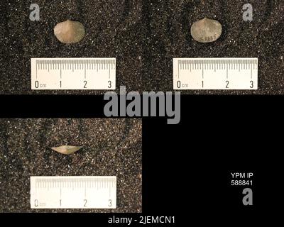 Dalmanella meeki (Miller, 1875 Stock Photo - Alamy