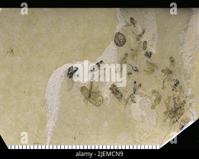 Cockroaches and Termites (Blattodea Stock Photo - Alamy