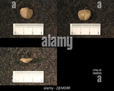 Dalmanella testudinaria (Dalman, 1827 Stock Photo - Alamy