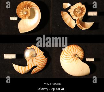 Nautilus pompilius Linnaeus Stock Photo - Alamy