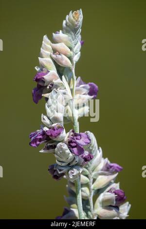 Powdery Alligator-flag, Thalia dealbata Stock Photo - Alamy