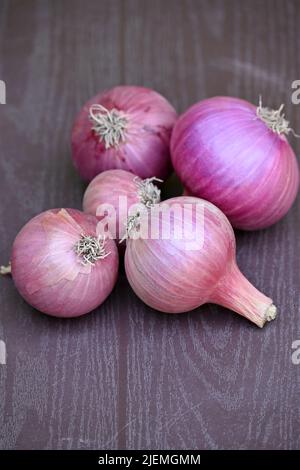 bunch the ripe purple brown onion keep in the home room Stock Photo - Alamy