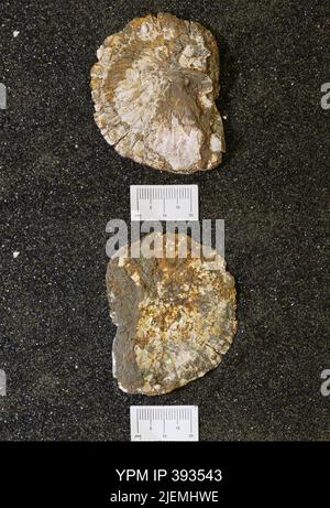 Scaphites nodosus Owen, 1852 Stock Photo - Alamy