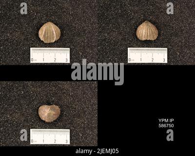 Rhynchotrema capax (Conrad Stock Photo - Alamy