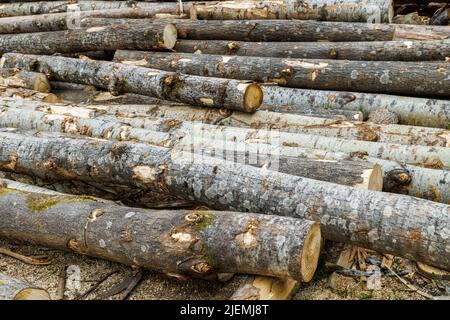 unpeeled aspen logs laid on the ground at daylight, close-up background ...