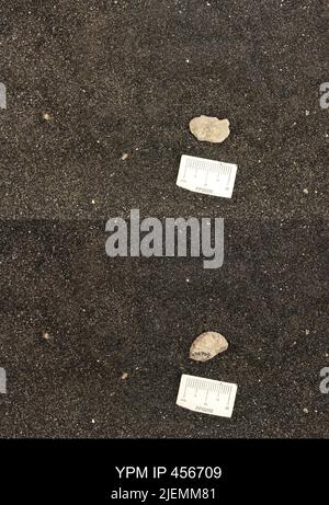 Scaphites ventricosus stantoni Reeside Stock Photo - Alamy