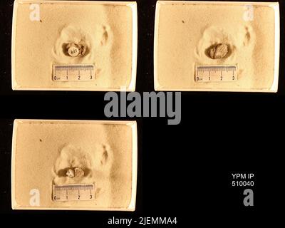 Platystrophia trentonensis McEwan, 1919 Stock Photo - Alamy