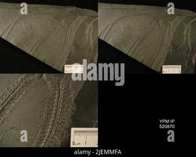 Cheiropteraster giganteus Sturtz Stock Photo - Alamy