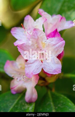 USA, Washington State. Rhododendron flower Stock Photo - Alamy