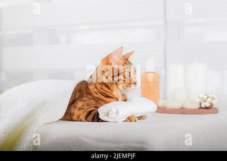 Bengal cat with body massage in spa. Domestic kitty resting on massage ...