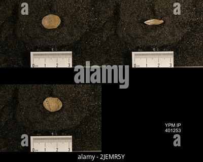 Orthis (Plectorthis) dichotoma Hall Stock Photo - Alamy