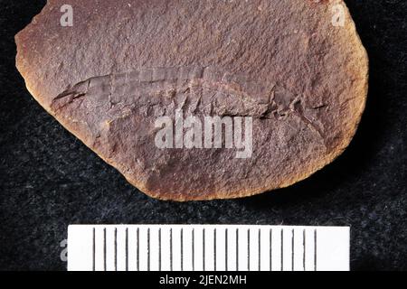 Palaeocaris typus Meek & Worthen Stock Photo - Alamy