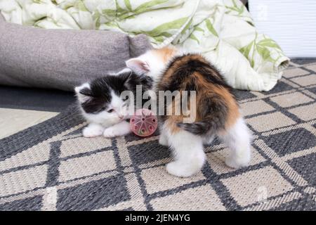 Small tricolor kitten playing with a toy Stock Photo - Alamy