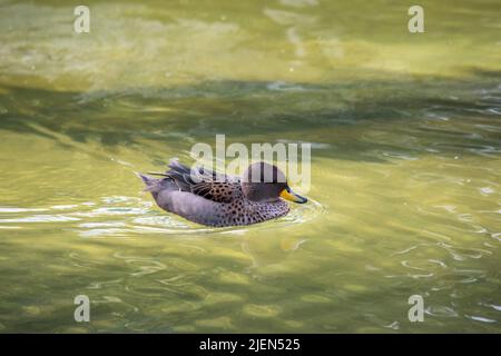 Photo of a Jergon duck or Anas georgica Stock Photo - Alamy