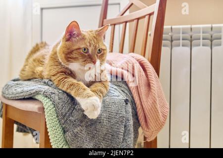 Big red funny cat keep warm in autumn winter cold season near heating ...
