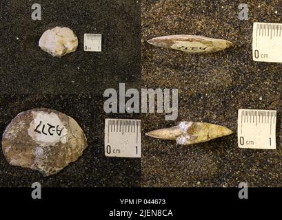 Sphenodiscus lenticularis (Owen Stock Photo - Alamy